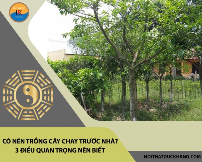 Có nên trồng cây chay trước nhà? 3 điều quan trọng nên biết
