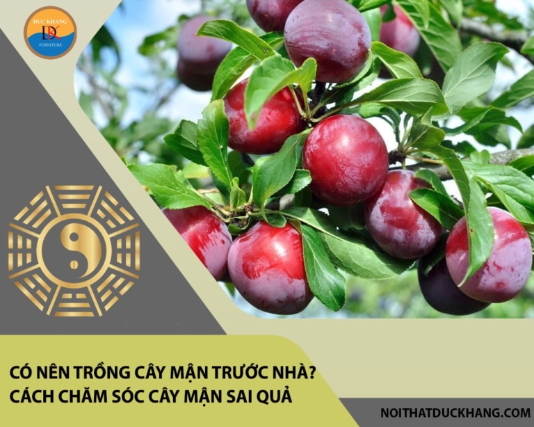 Có nên trồng cây mận trước nhà? Cách chăm sóc cây mận sai quả