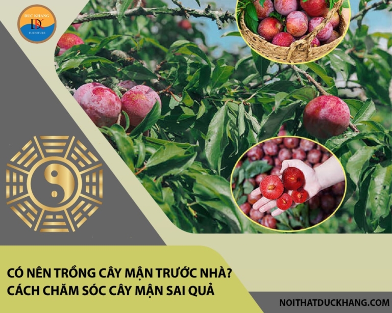 Có nên trồng cây mận trước nhà? Cách chăm sóc cây mận sai quả