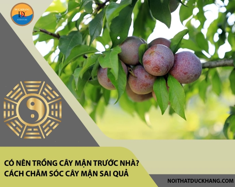 Có nên trồng cây mận trước nhà? Cách chăm sóc cây mận sai quả